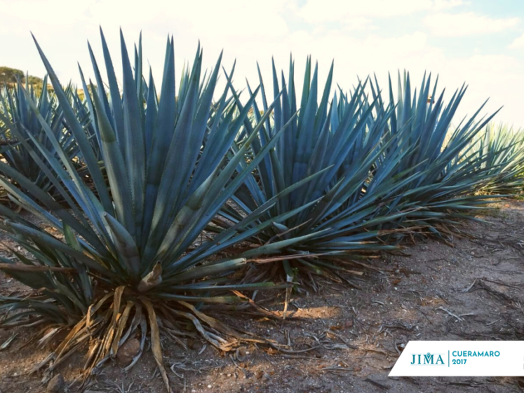 La historia de JIMA – Blog