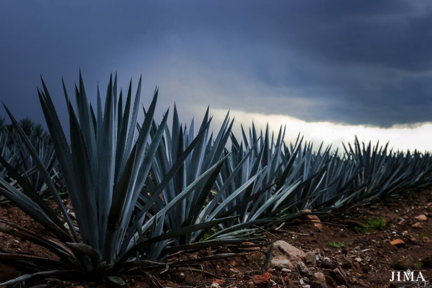 Tras las Raíces del Agave – Blog